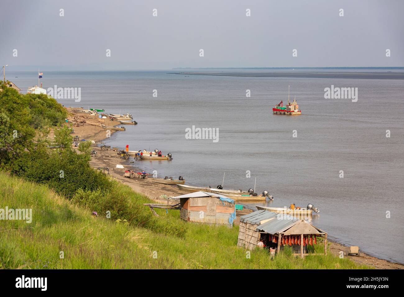 Pink salmon hang in a drying shed alongside the beach, fishing boats ...