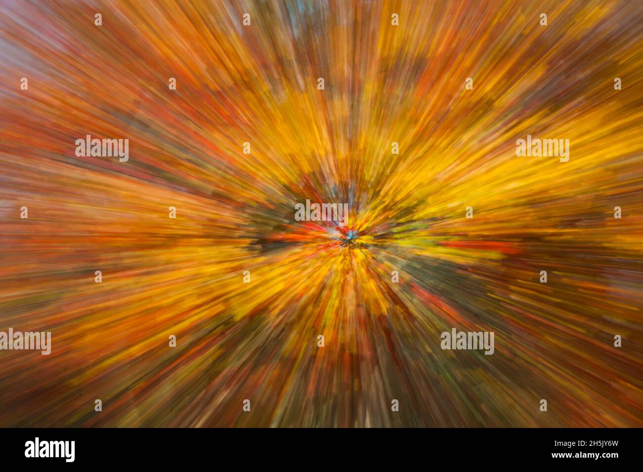 Abstract zoom effect of colorful fall foliage of red and yellow maple ...