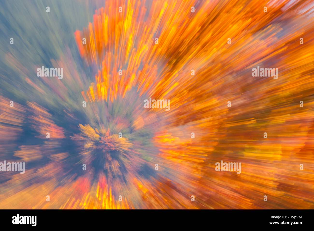 Abstract zoom effect of colorful fall foliage of red and yellow maple ...