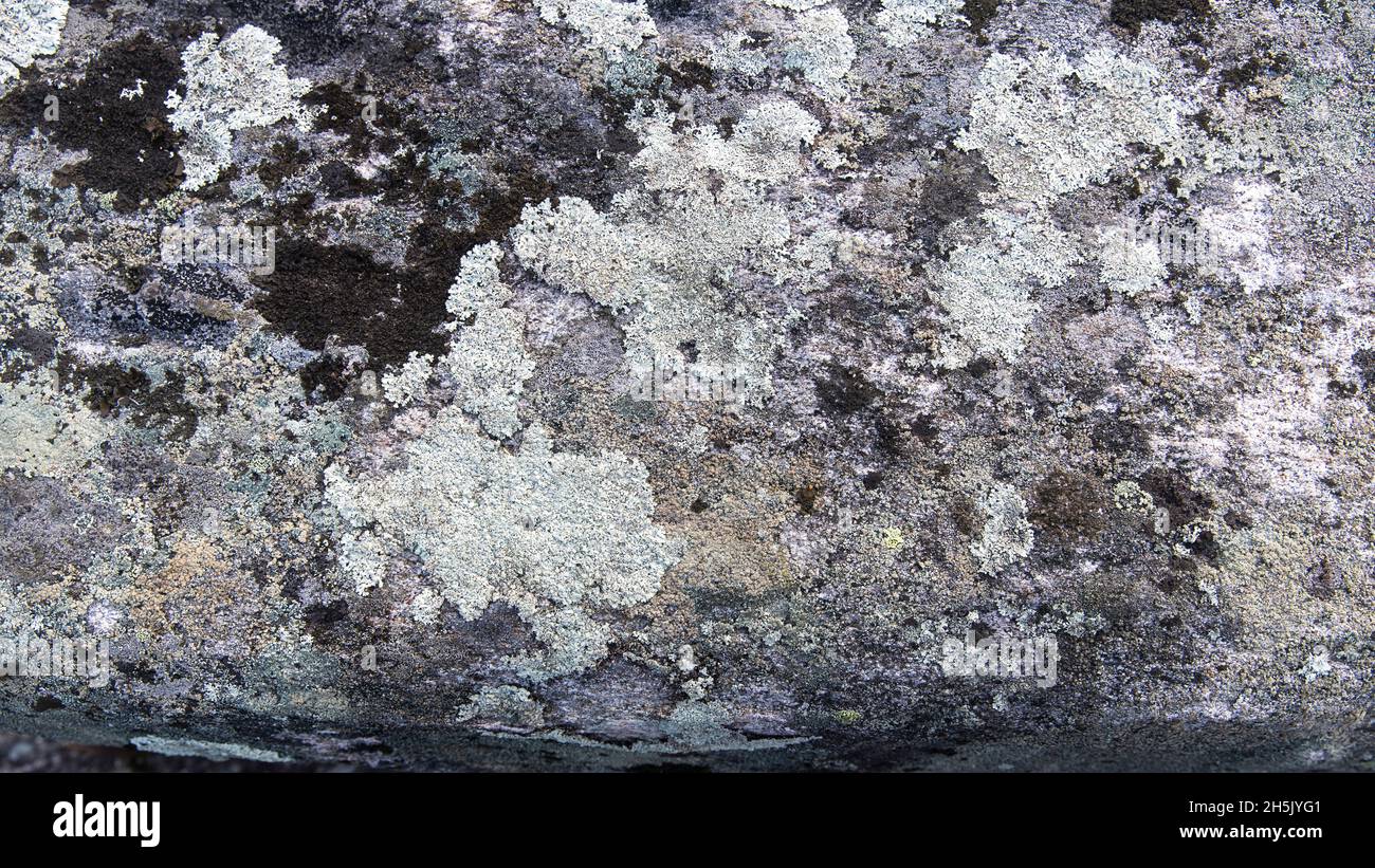 White lichen on the darkened tree of the stone Stock Photo - Alamy