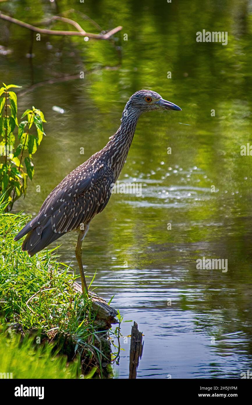 Louisiana Swamp Birds
