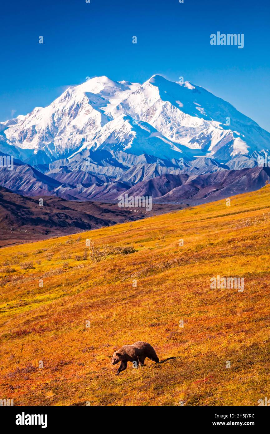 American grizzly bear hi-res stock photography and images - Alamy