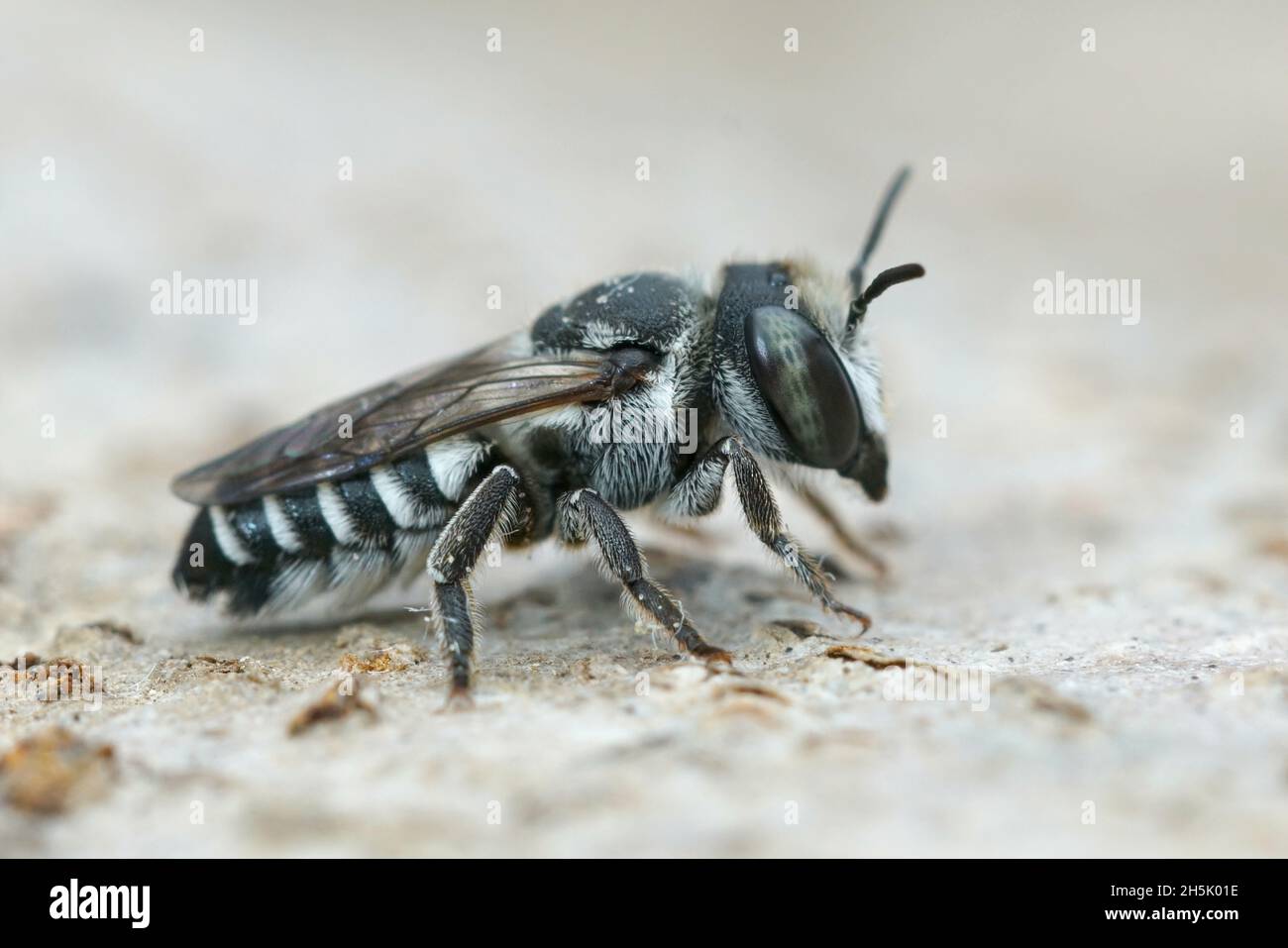 Detailed closeup on a female Apical leafcutter bee, Megachile apicalis ...