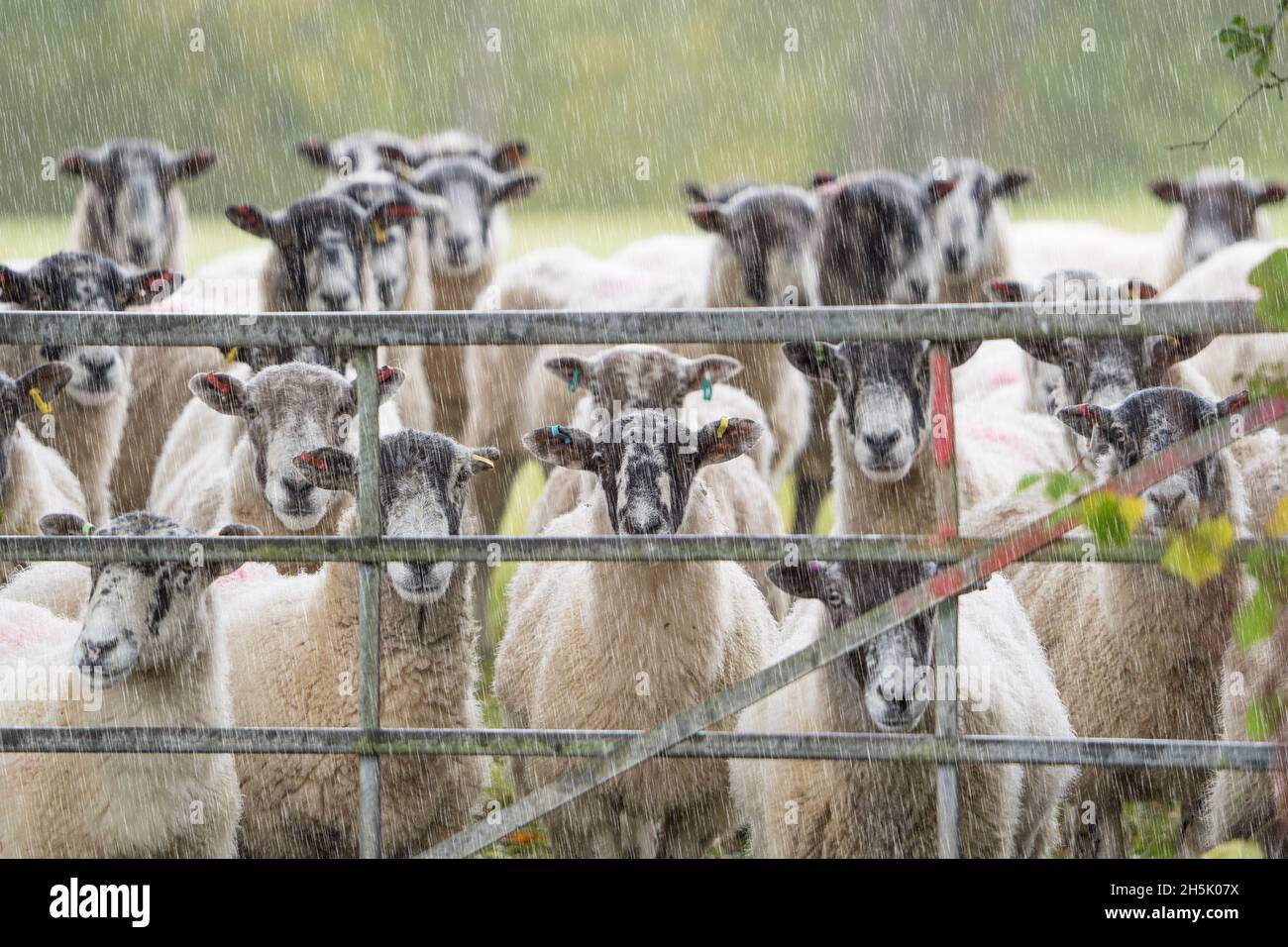 Sheep in the rain hi-res stock photography and images - Alamy