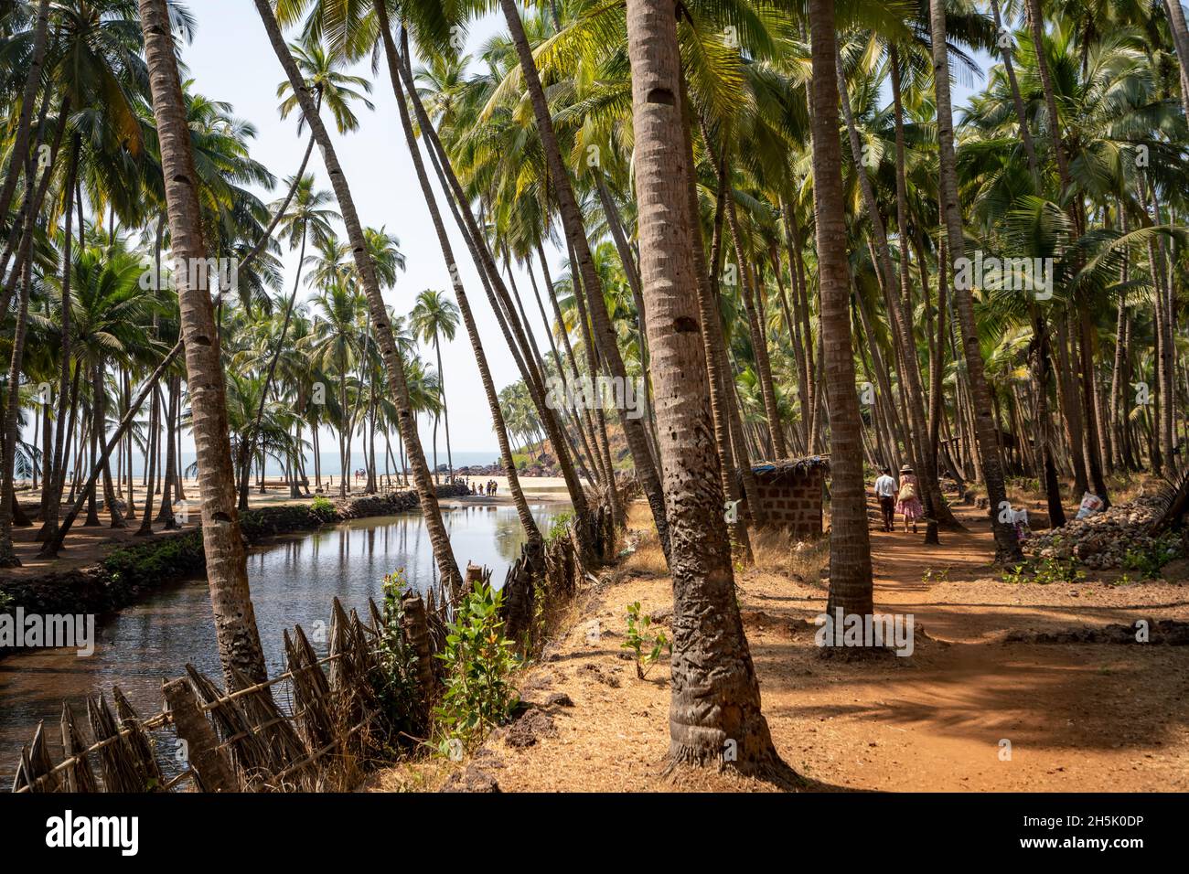 Canal and pathway through a palm grove leading to Cabo de Rama beach ...