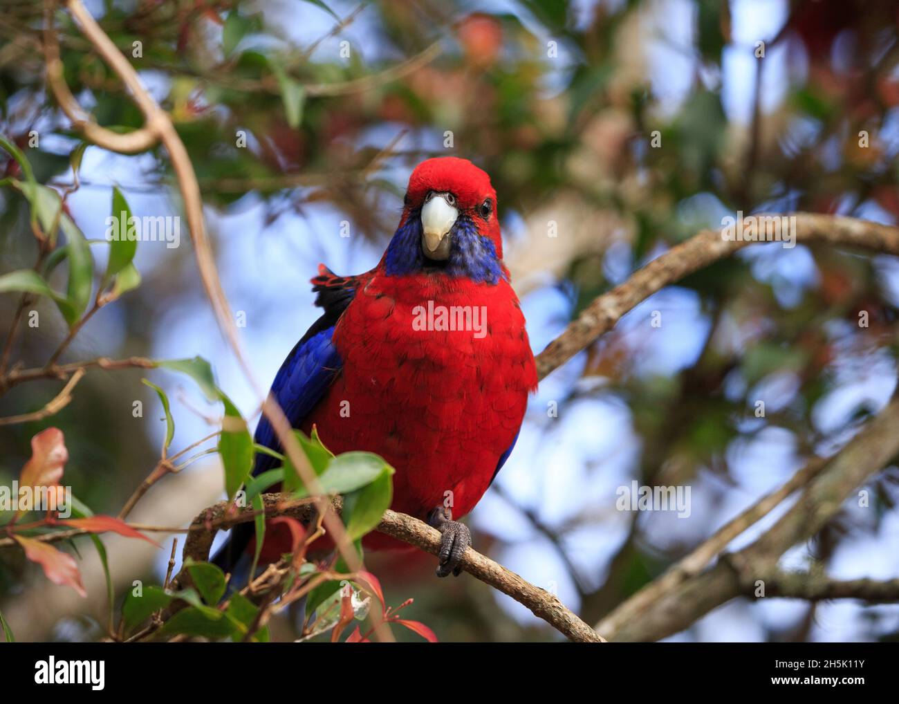 Crimson Rosella (Platycercus elegans) parrot seen in the Green ...