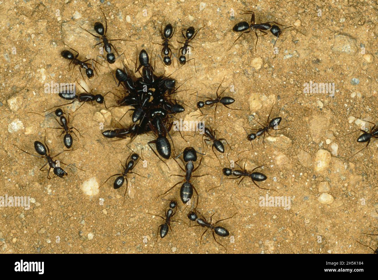 Natural History, Insects, Ant, Group of black Ants gathered around a ...