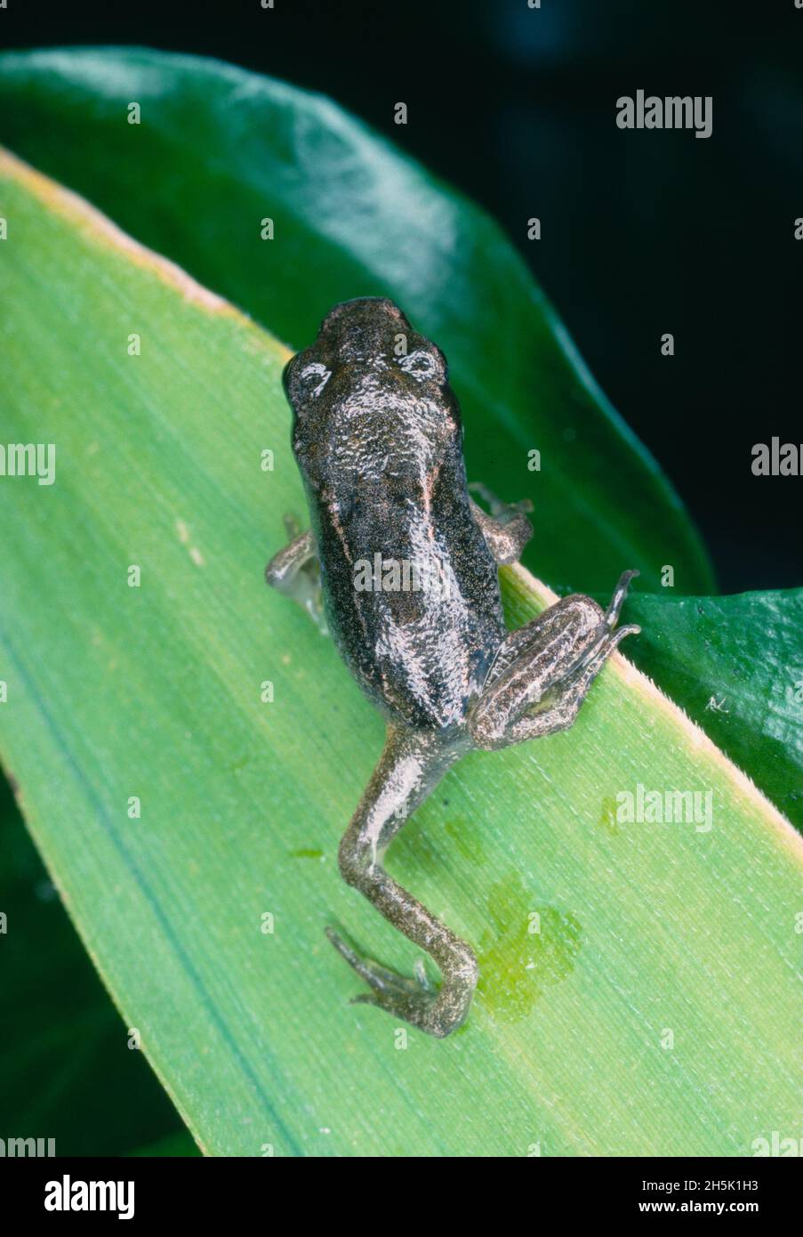 Slippery animals hi-res stock photography and images - Alamy