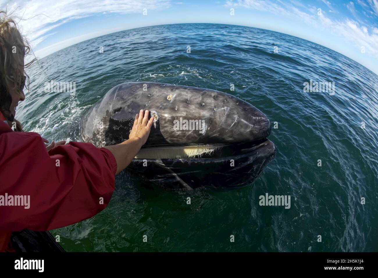 California gray whale calf surfacing by a whale watching boat Stock ...