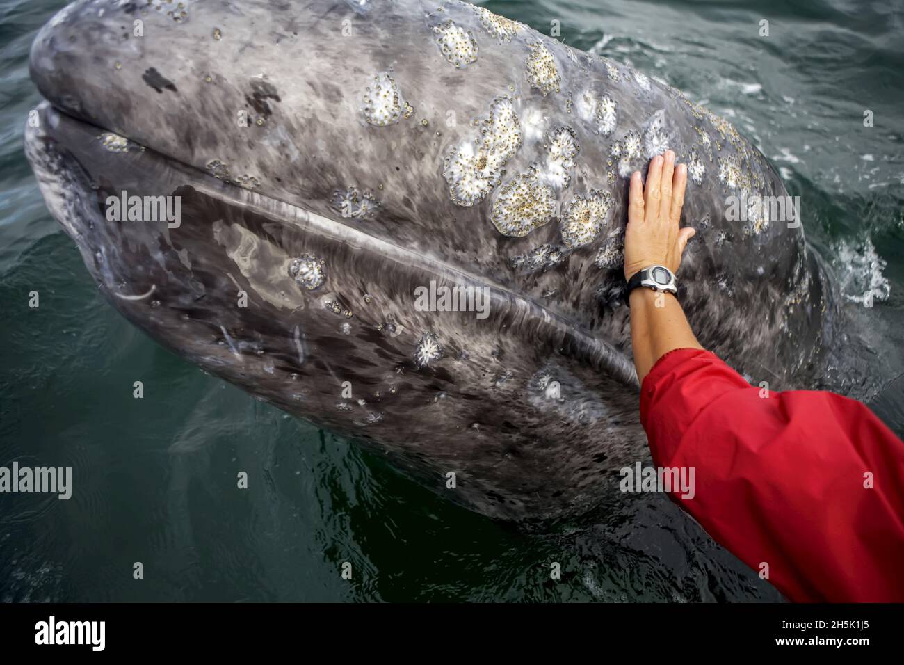 California gray whale calf surfacing by a whale watching boat Stock ...