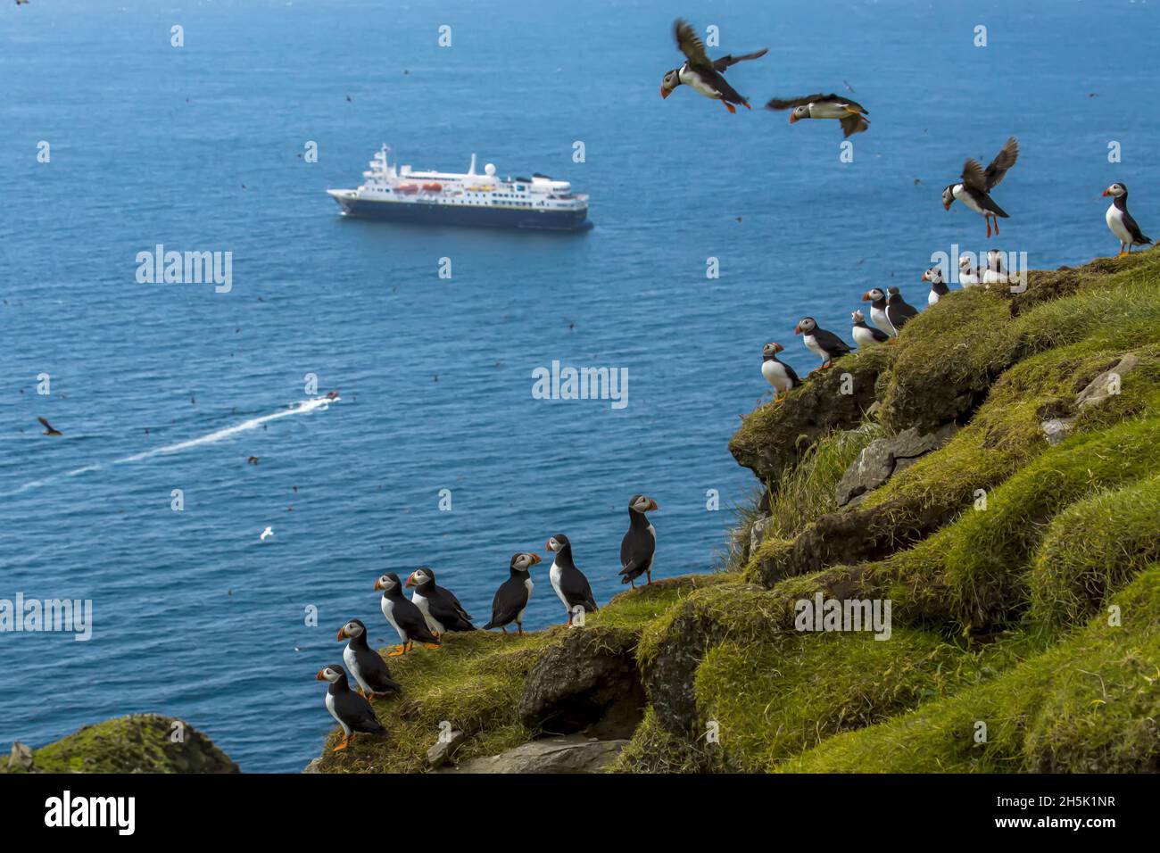 National Geographic Explorer, blue water, Atlantic Puffins on cliff ...