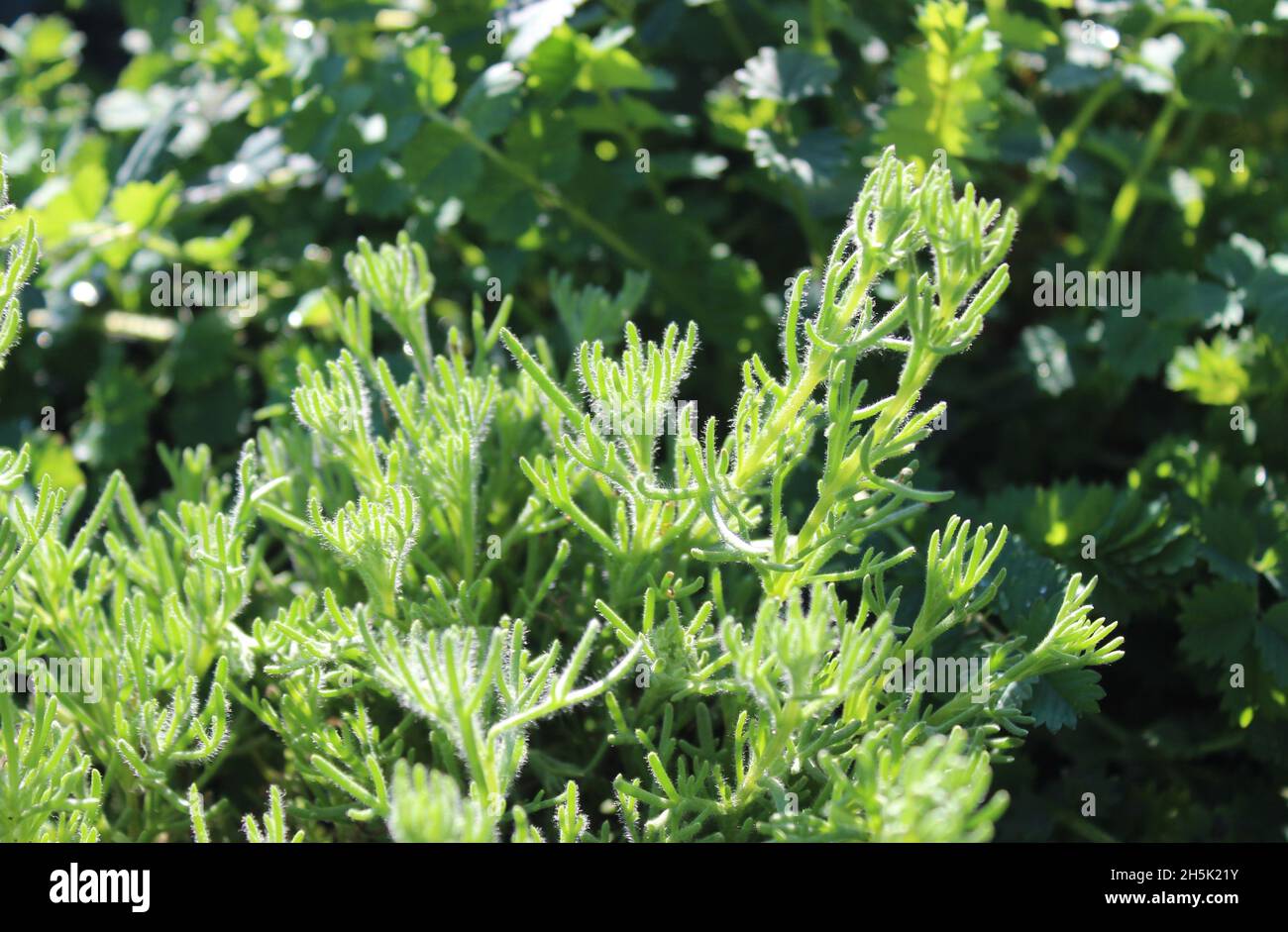 Gyros herb hi-res stock photography and images - Alamy