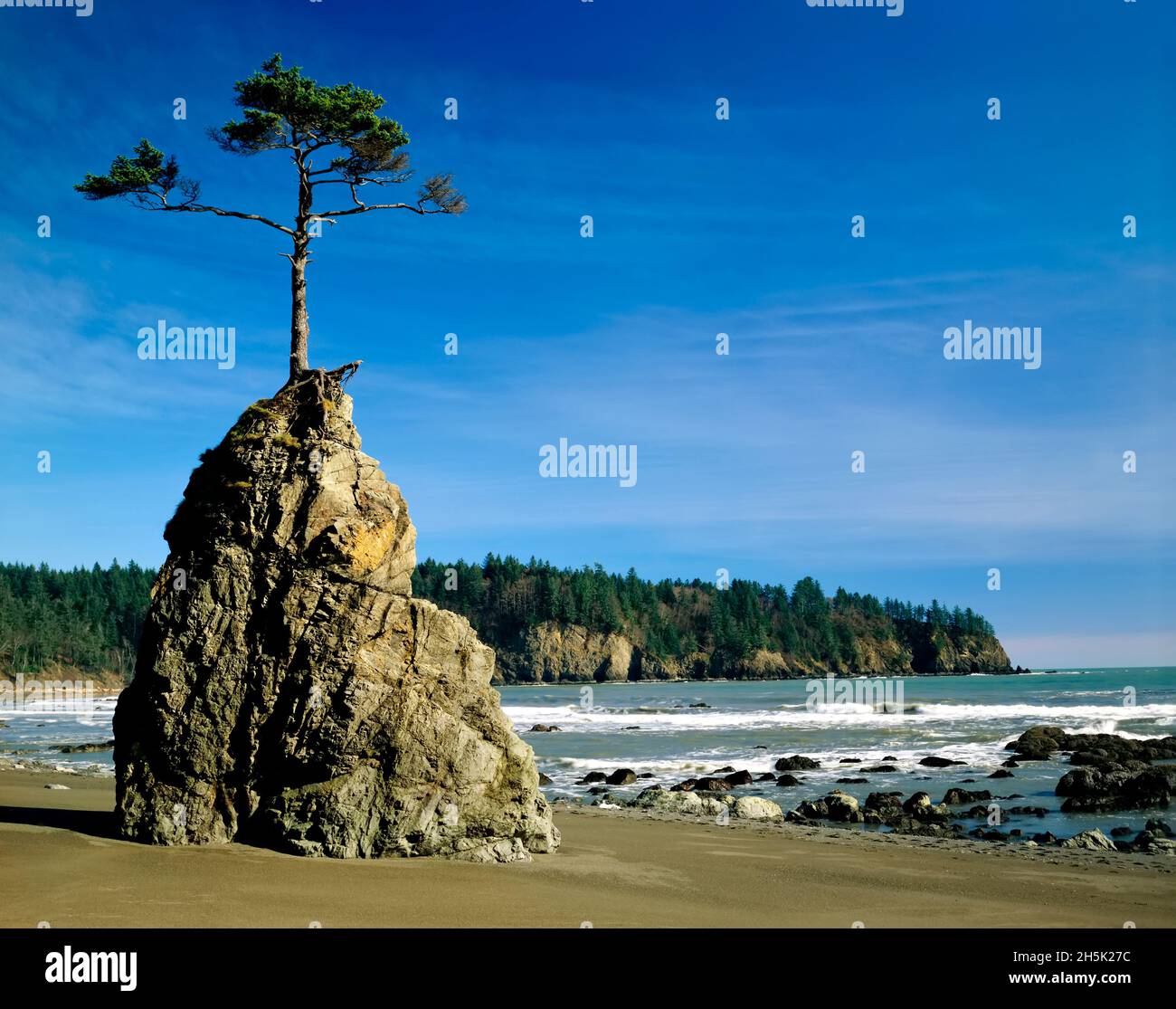 Tree growing from outcrop on a beach in Olympic National Park along the ...
