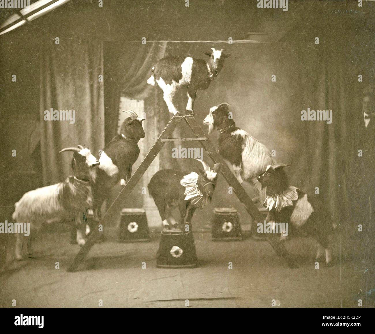 Dunbar's Educated Goats - Vaudeville Animal Act - 1905 Stock Photo - Alamy