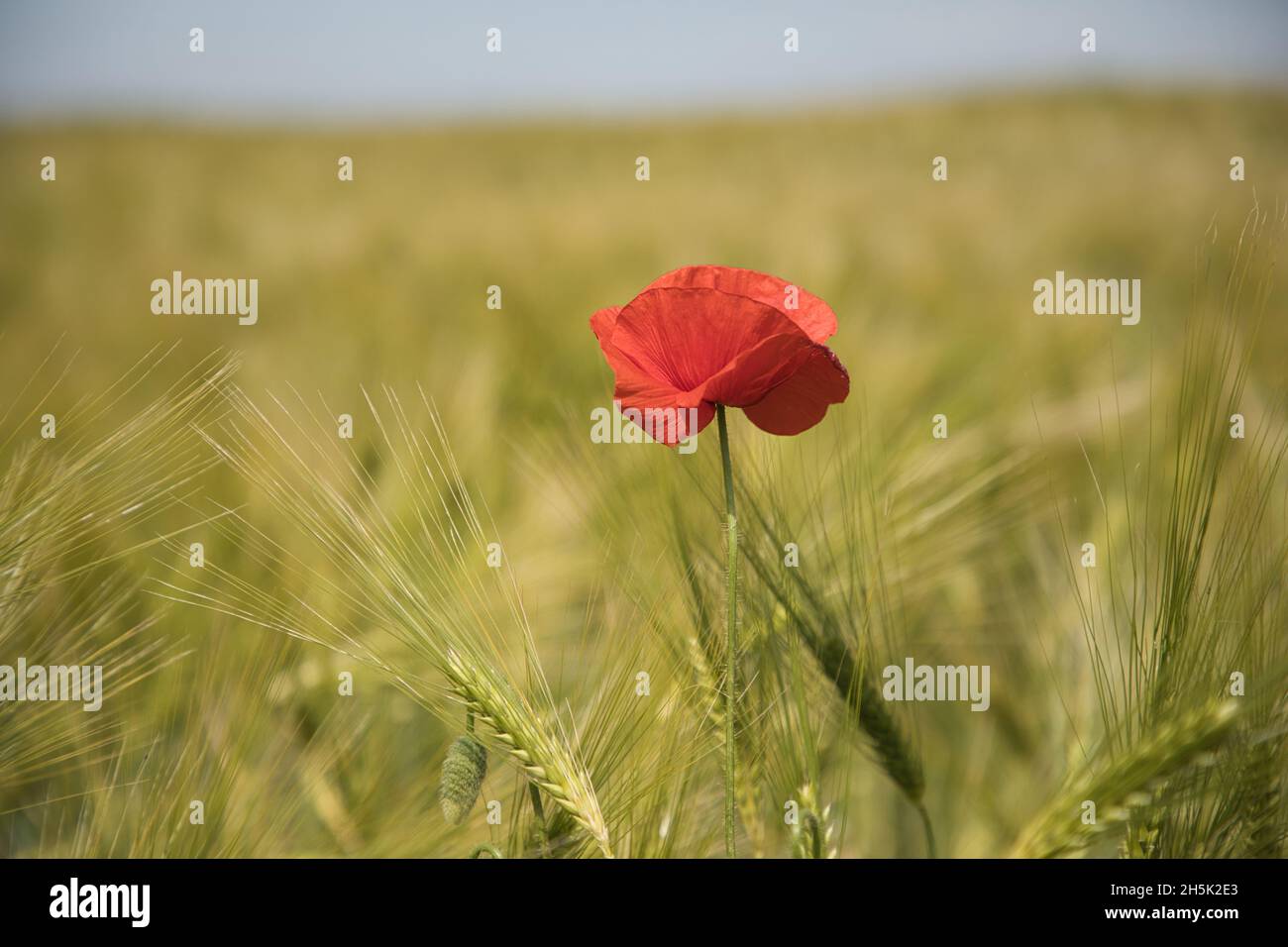 Mohnblume hi-res stock photography and images - Alamy