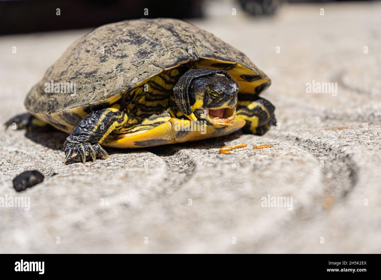 Florida cooter [pseudemys concinna hi-res stock photography and images ...