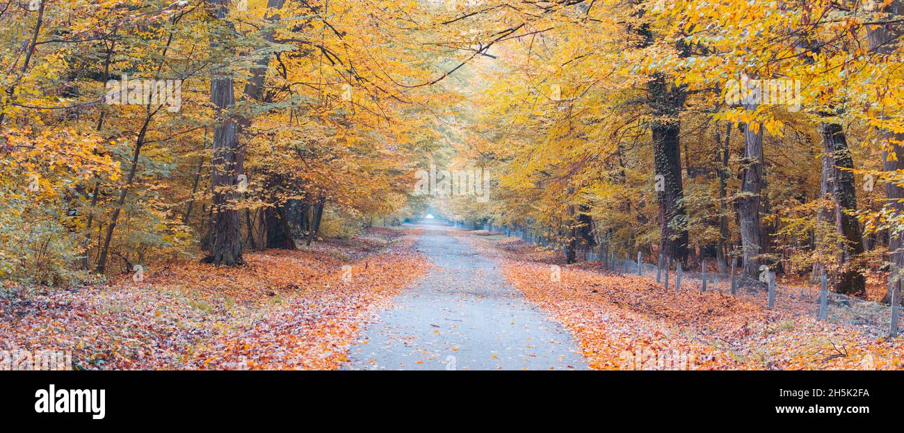 Pathway through autumn forest hi-res stock photography and images - Alamy