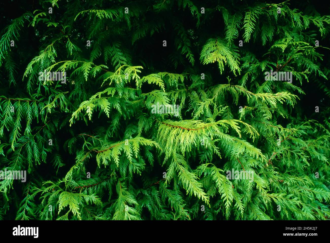Cedar Tree, British Columbia, Canada Stock Photo - Alamy