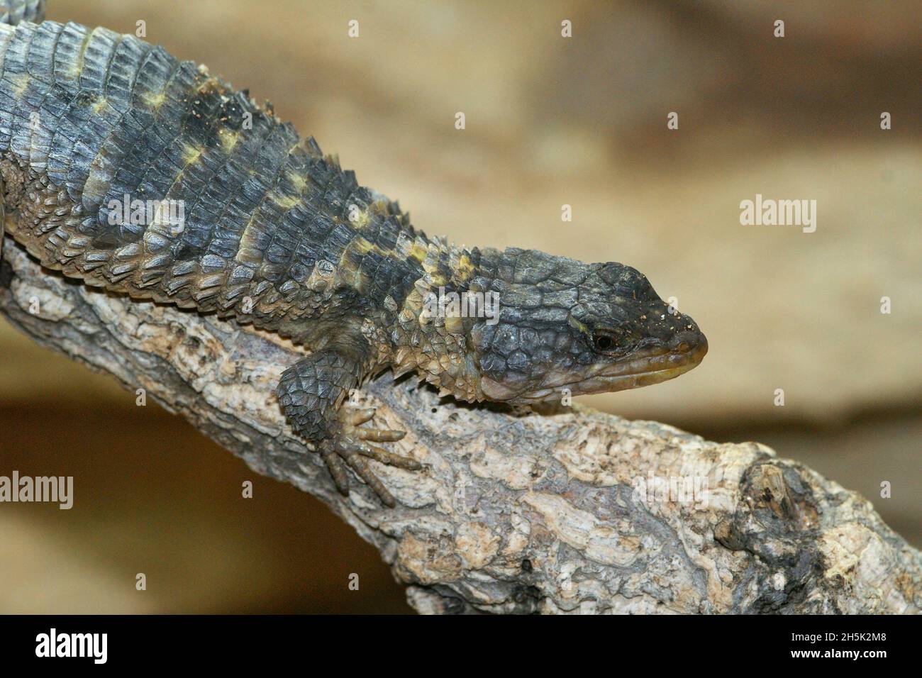 Tropical Girdled Lizard