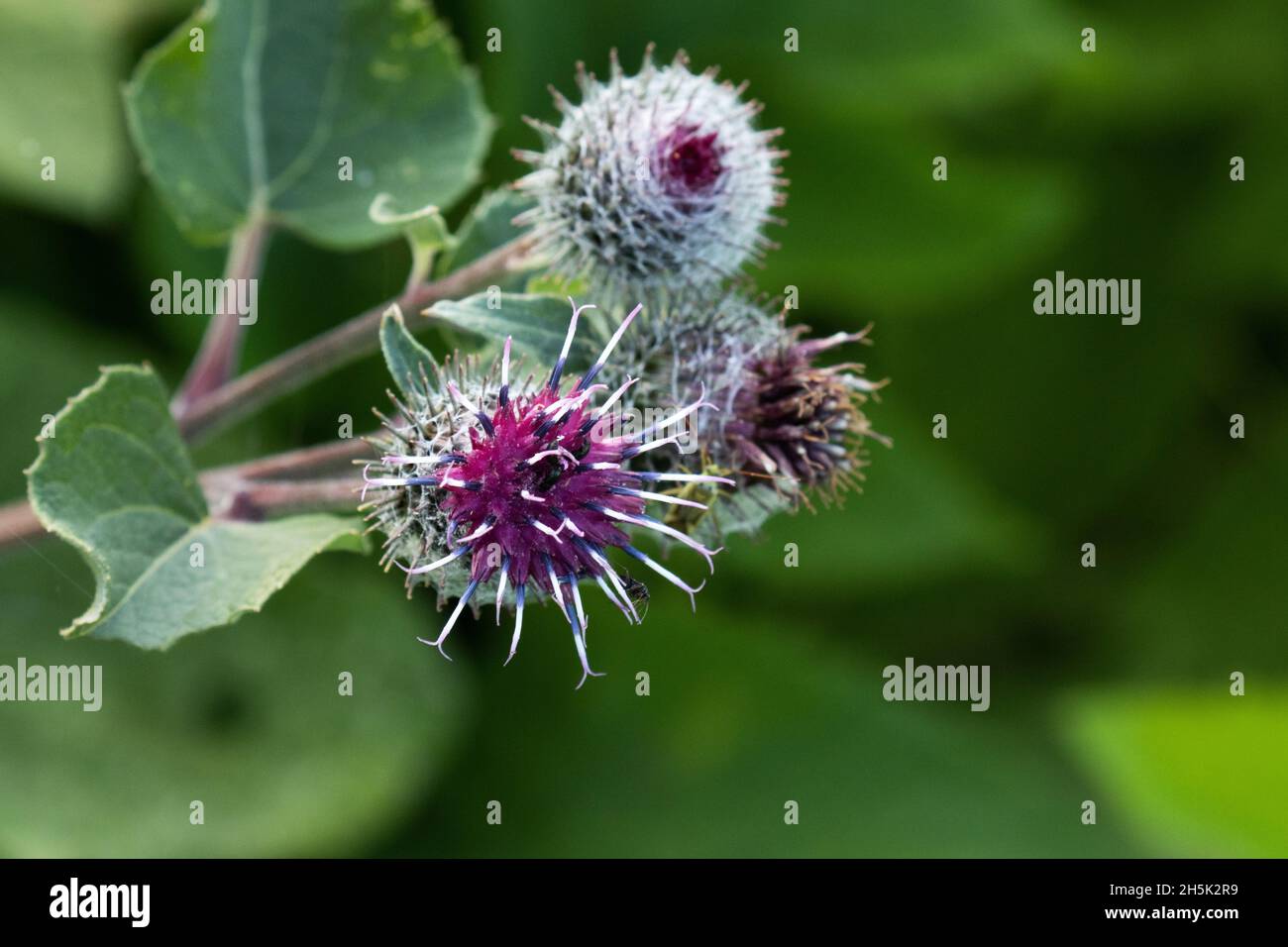 Blooming weed Woolly burdock, Arctium tomentosum on a late summer ...