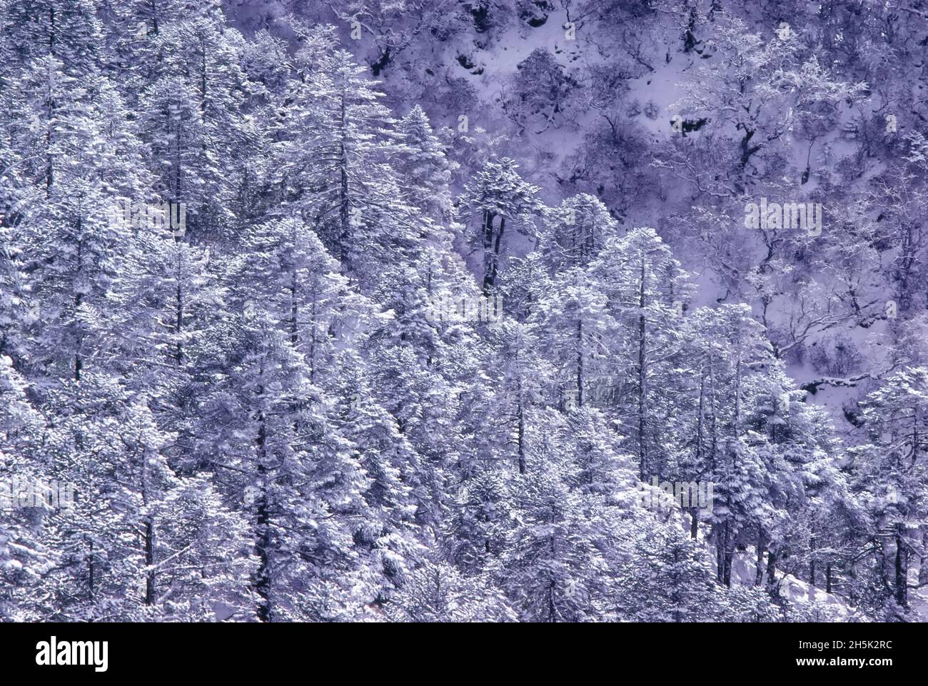 Snow on Trees, Nepal Stock Photo - Alamy