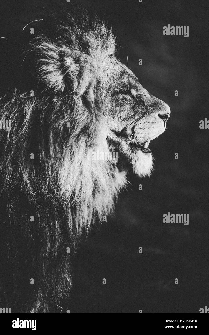 Vertical grayscale shot of a lion Stock Photo - Alamy
