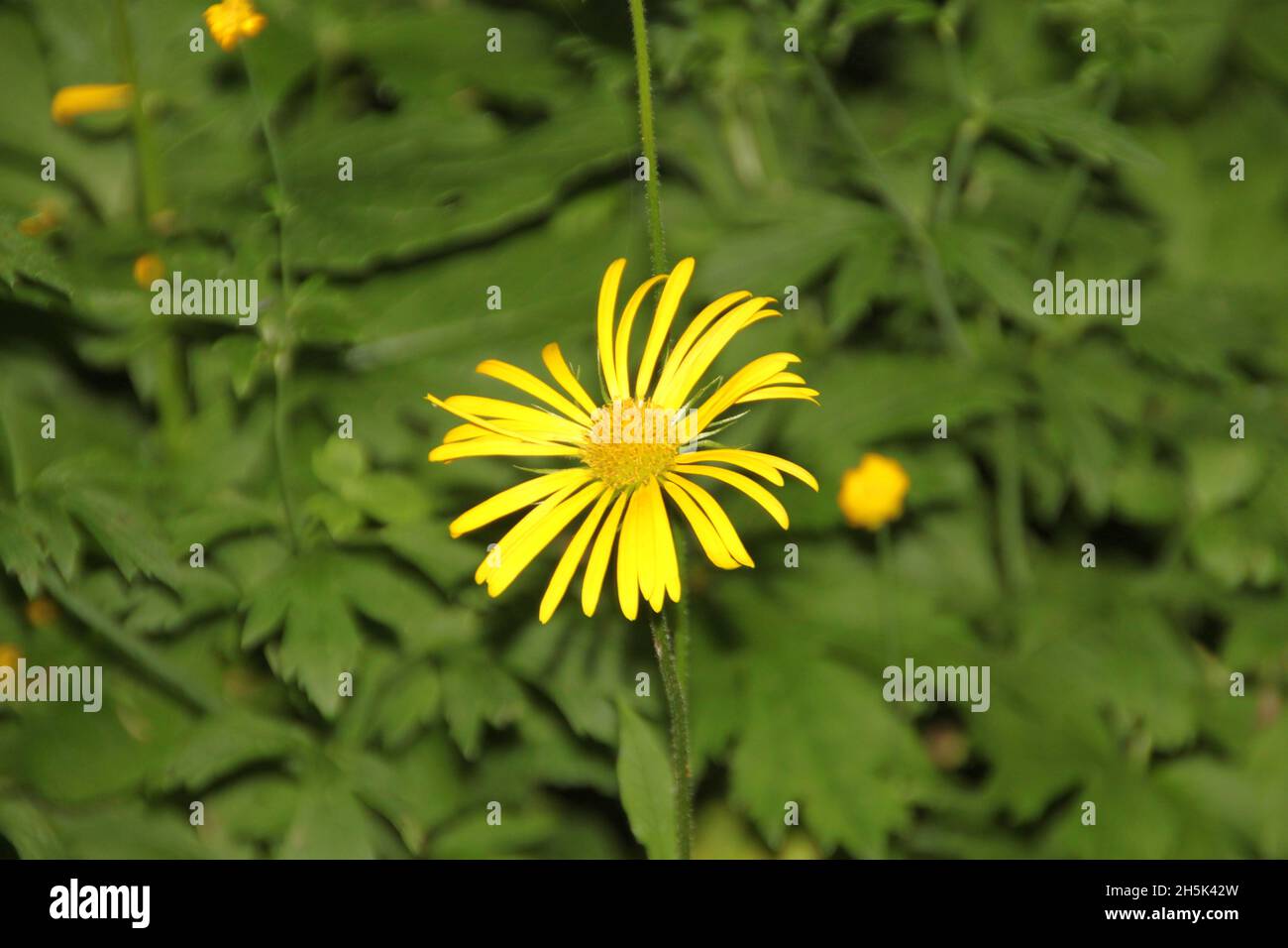 Beautiful yellow Leopards bane flower with green leaves in background ...