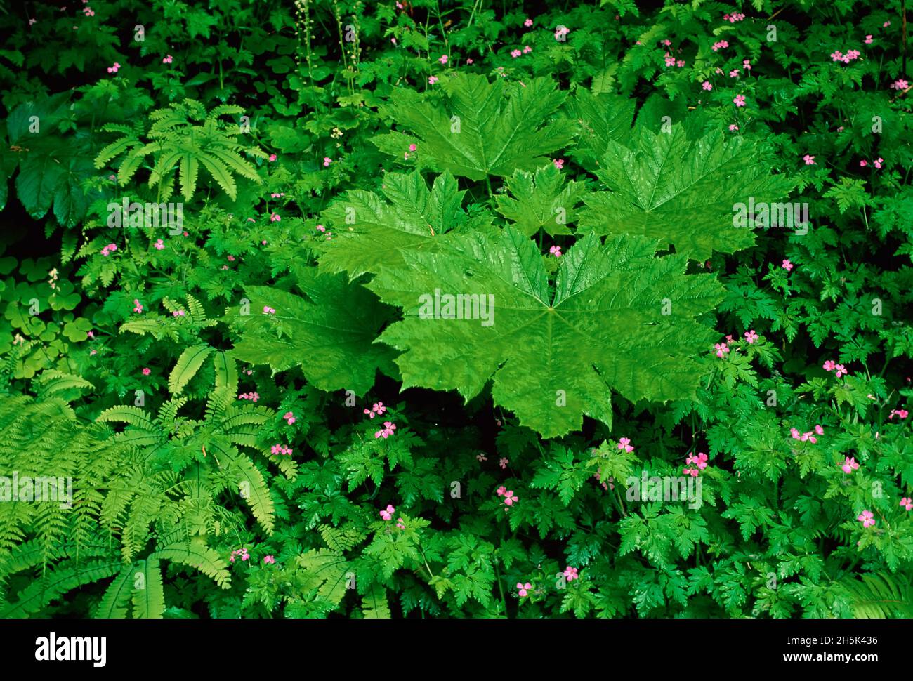 Forest in Spring Columbia Gorge, Oregon, USA Stock Photo - Alamy