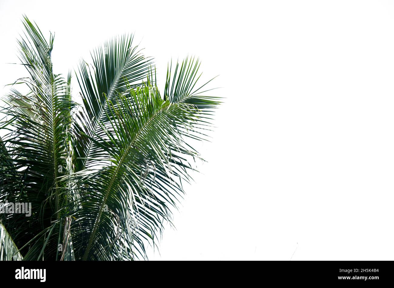 Coconut tree leaves on white hi-res stock photography and images - Alamy