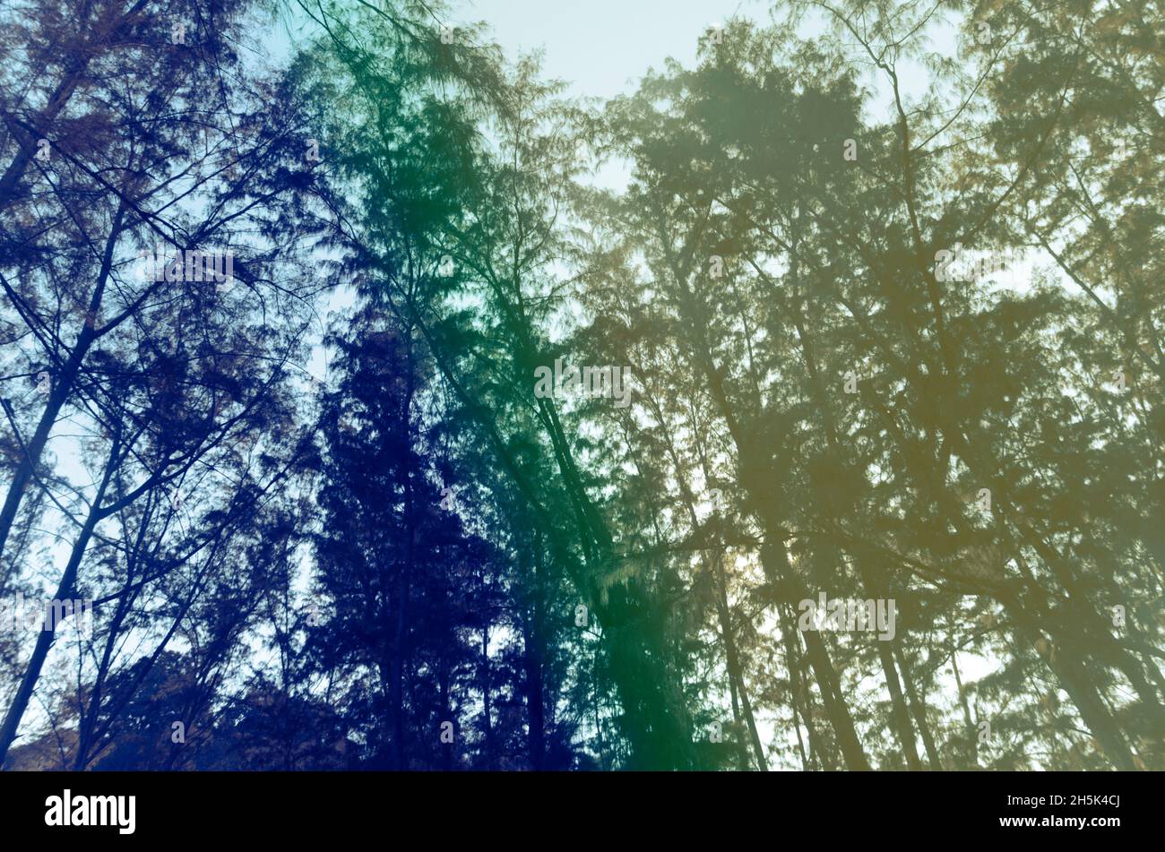 Vintage Pine Tree.vintage tone color Stock Photo - Alamy