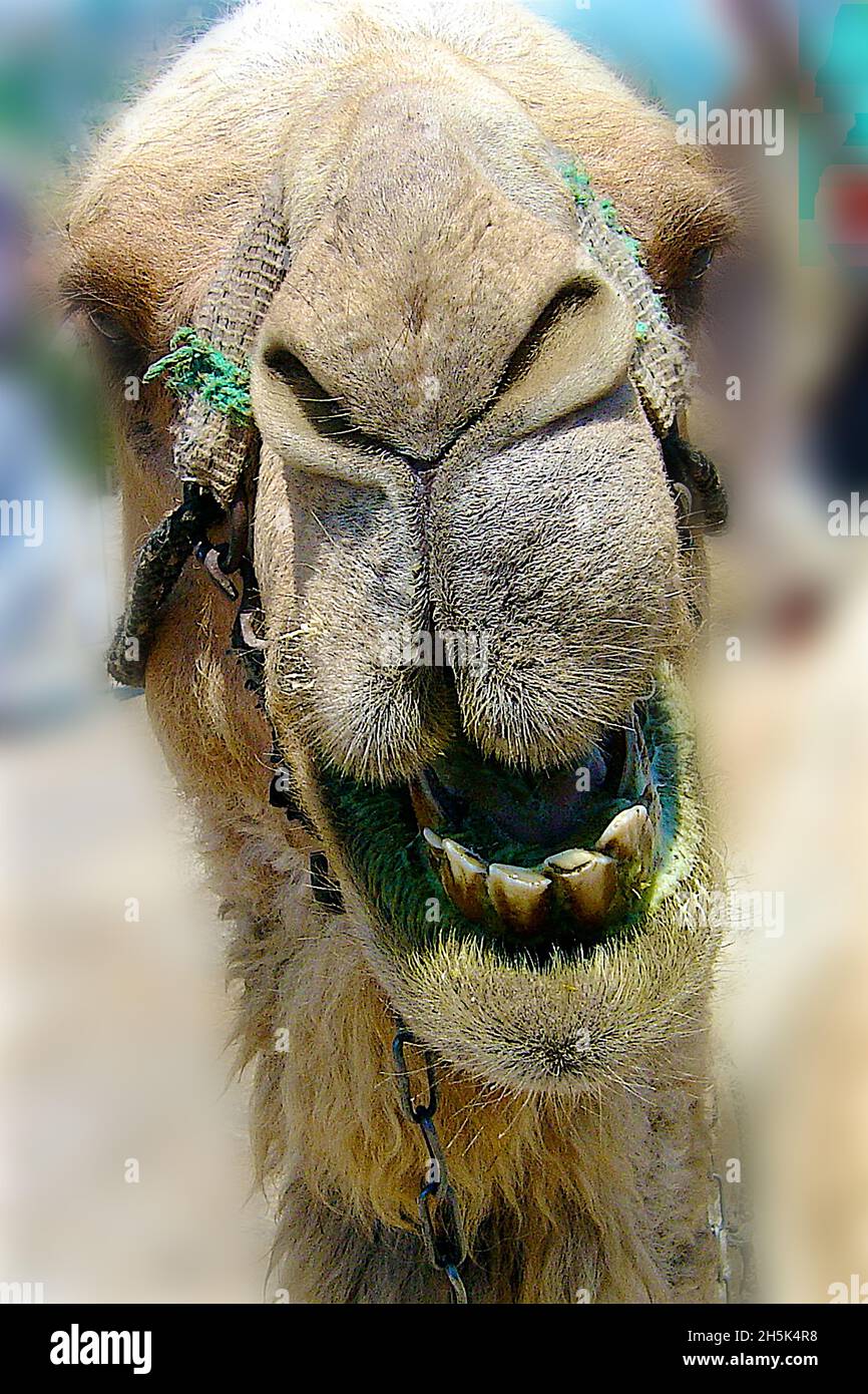 Shallow focus portrait of a camel Stock Photo - Alamy
