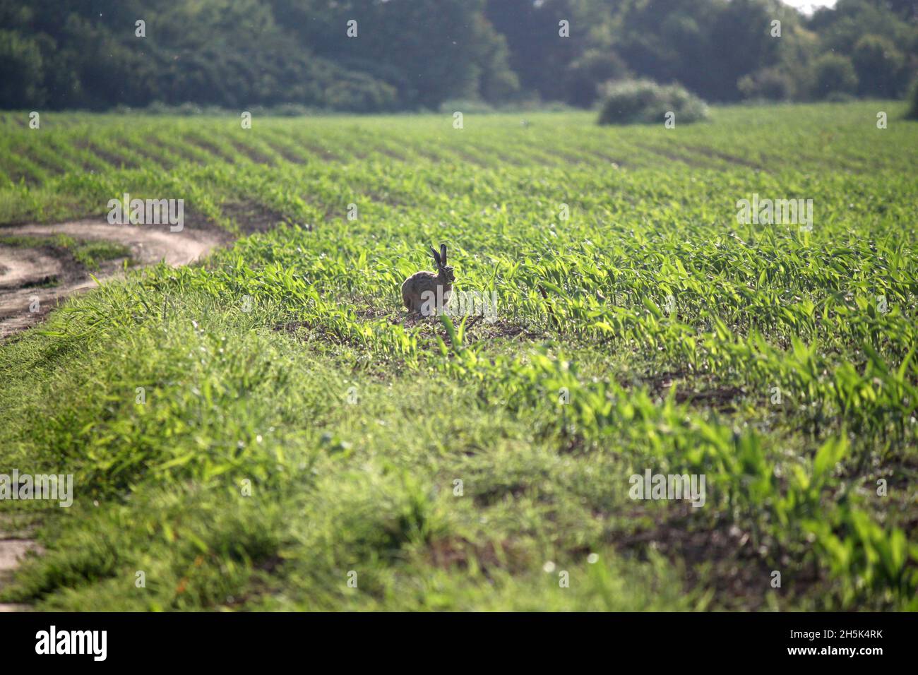 Hare in corn hi-res stock photography and images - Alamy