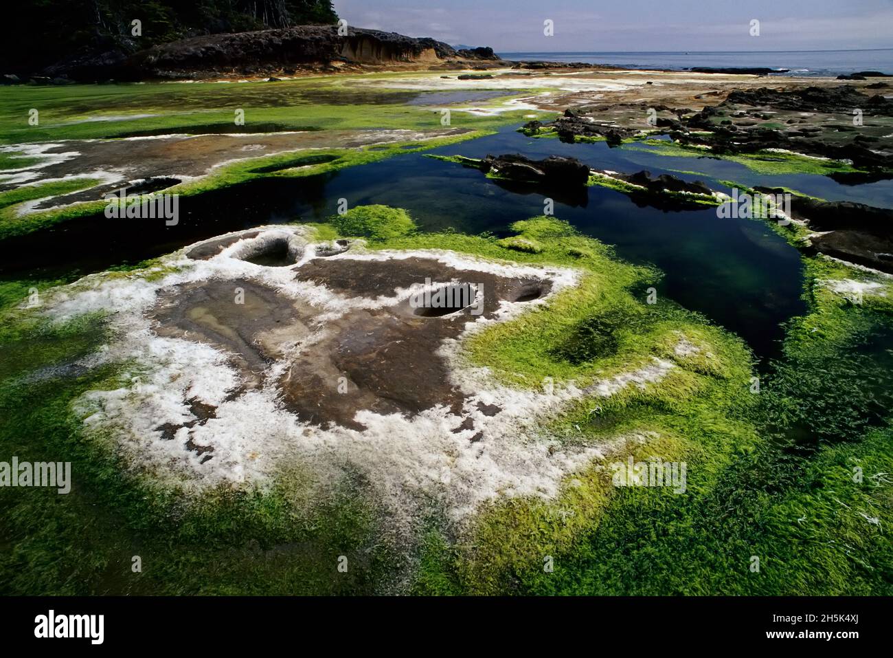 Seaweed and Tide Pools, Botanical Beach Provincial Park, British ...