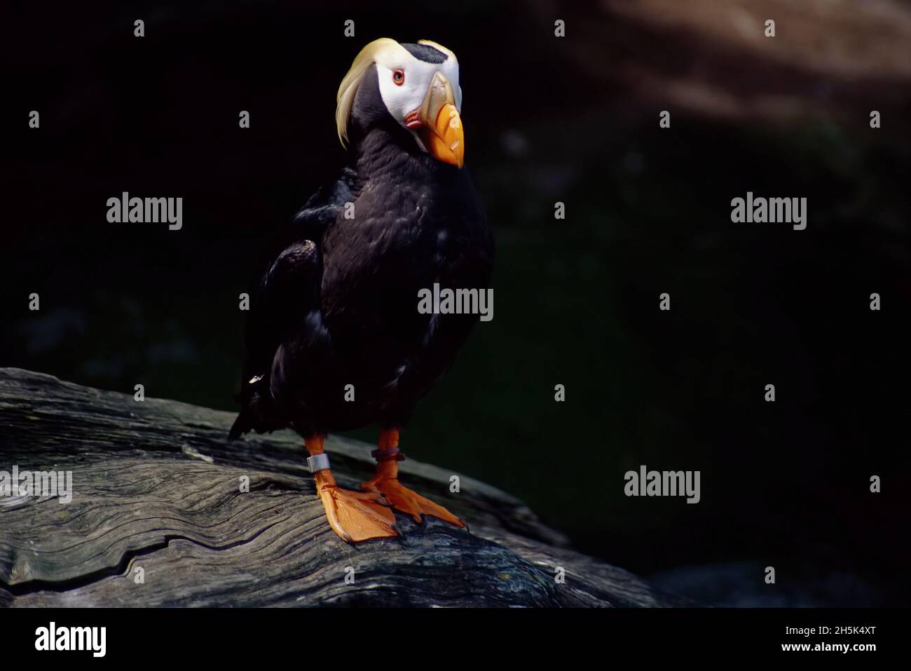 Tufted Puffin Standing on Rock, Oregon Coast, Oregon, USA Stock Photo ...
