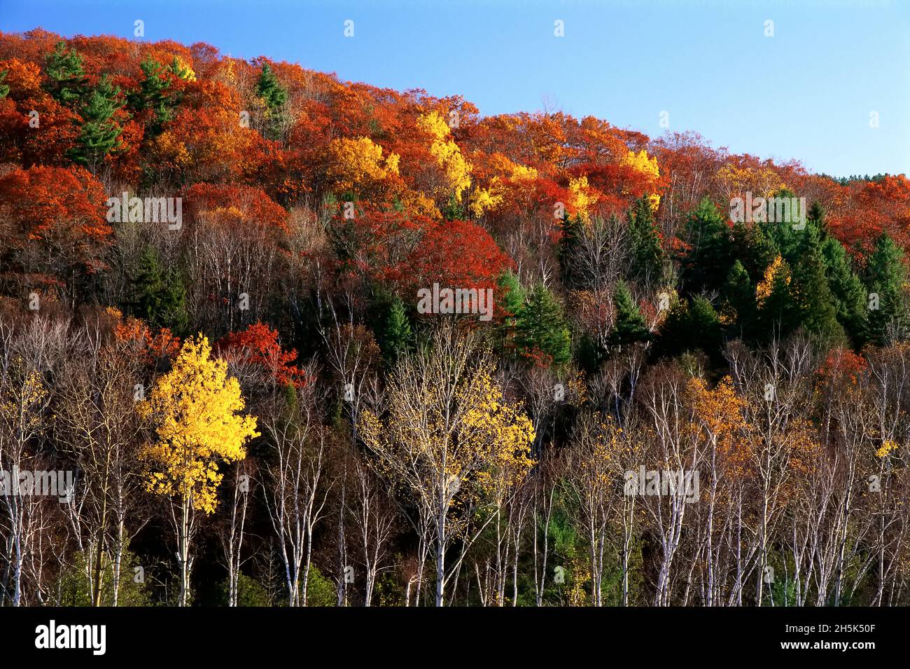 Trees in Autumn, Oak Ridges Moraine, Ontario Canada Stock Photo - Alamy