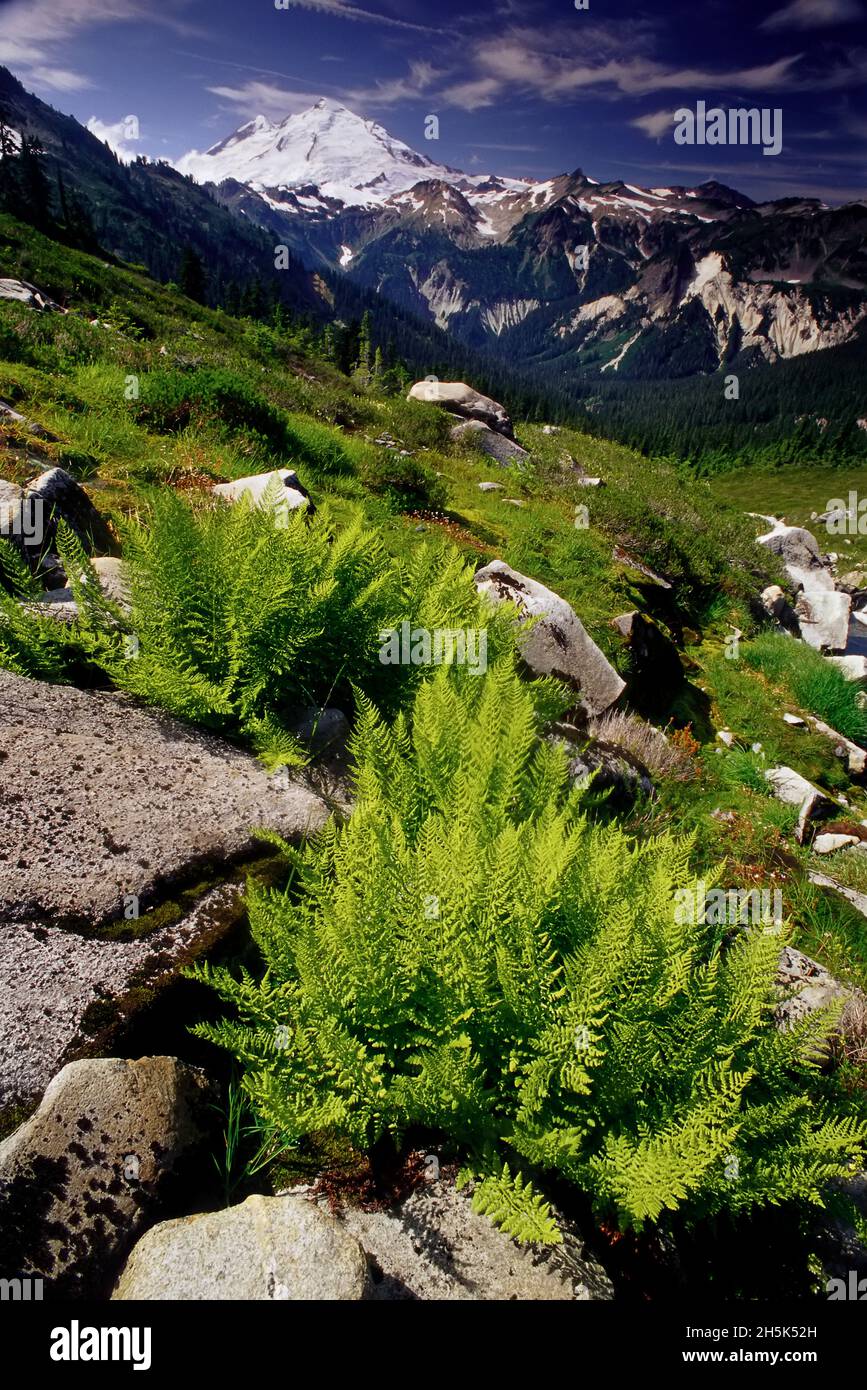 Mount Baker and Landscape, Mount Baker Wilderness Area, Washington, USA ...
