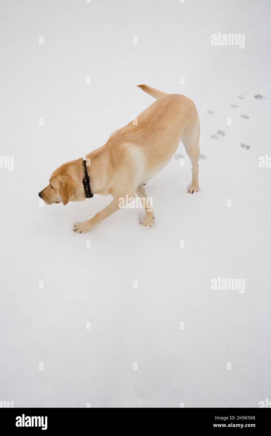 Dog Tracking in Snow Stock Photo - Alamy