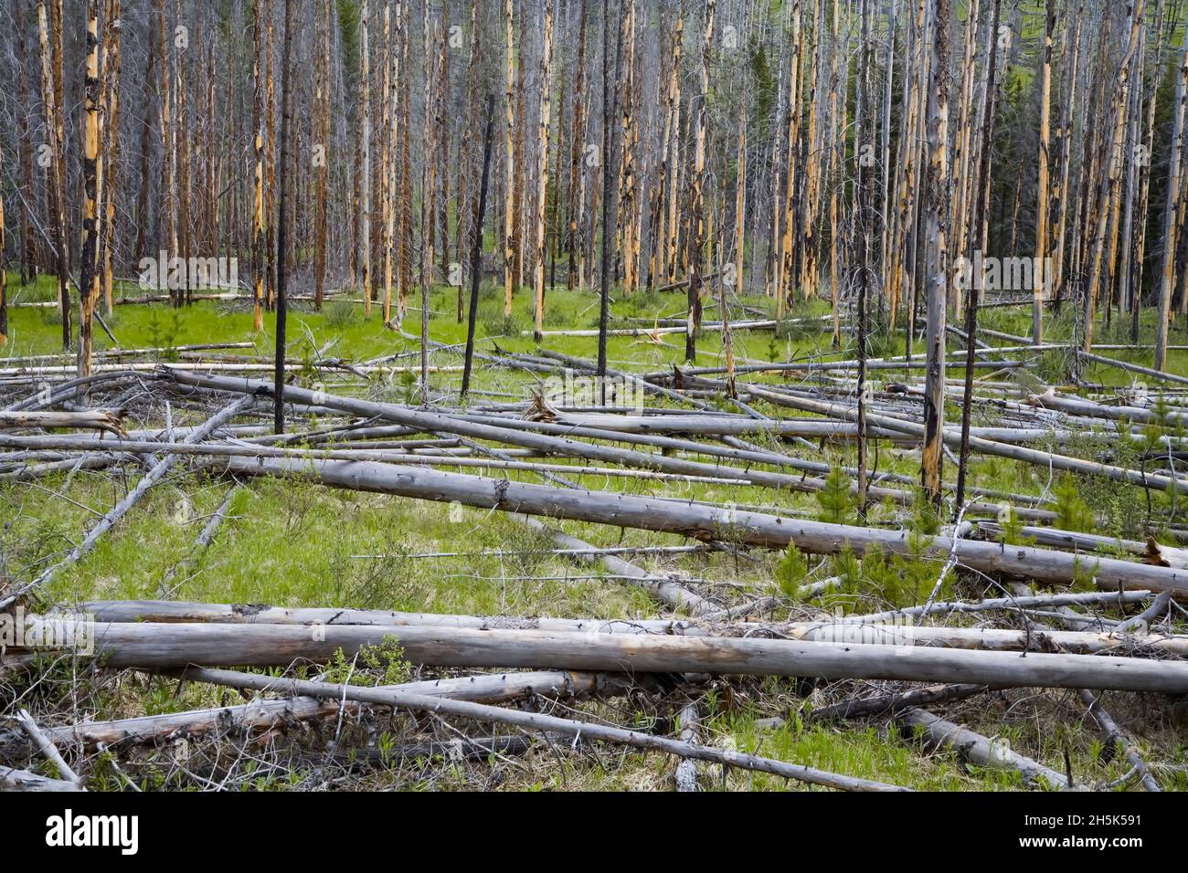 Lodgepole Pines Burnt from Forest Fire, Banff National Park, Alberta ...