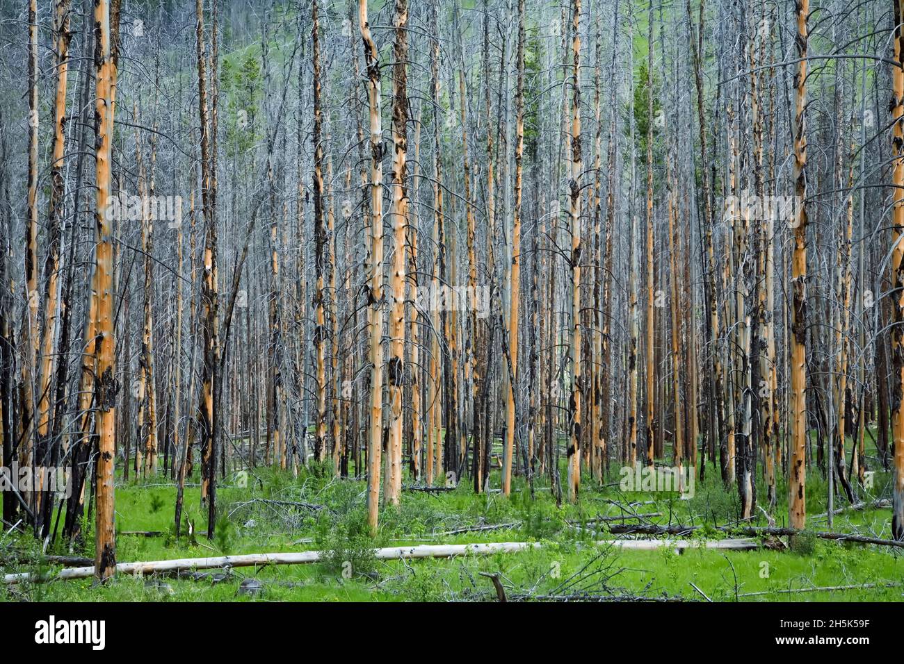 Lodgepole Pines Burnt from Forest Fire, Banff National Park, Alberta ...