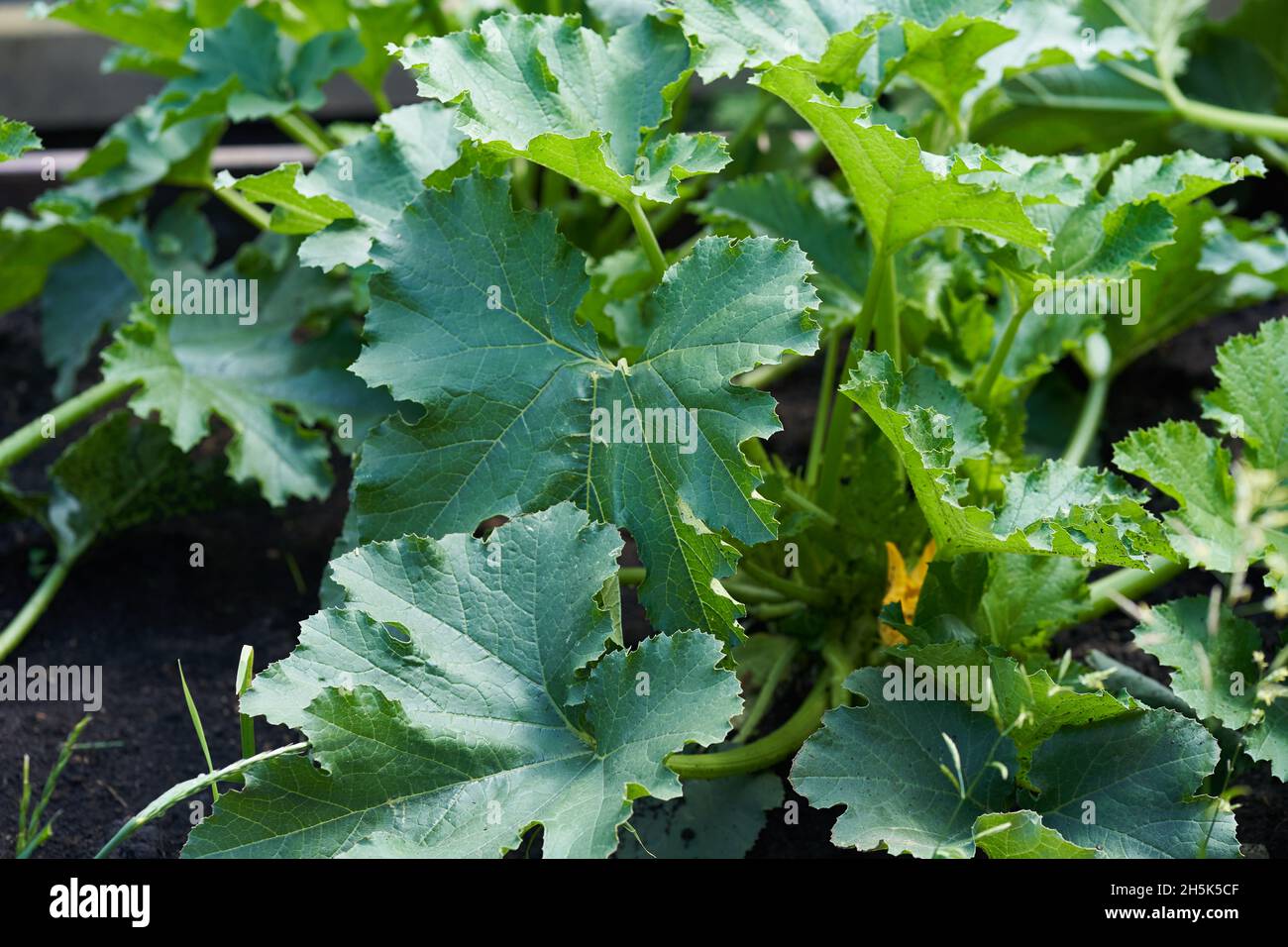 A large green leaf of zucchini in the greenhouse. A leaf that grows on ...