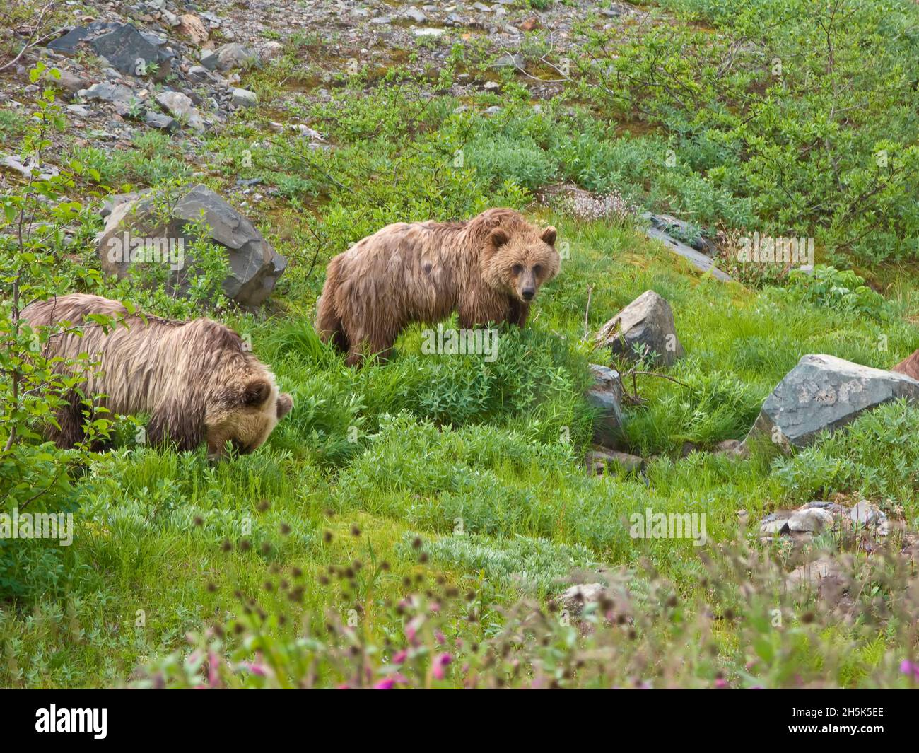 Female grizzly bear with 2 cubs hi-res stock photography and images - Alamy