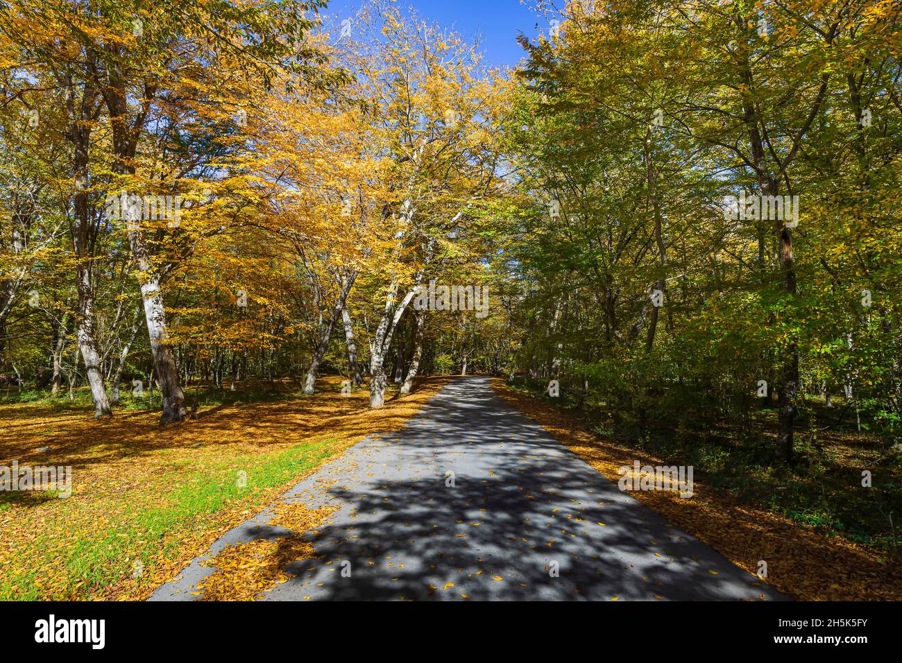 Asphalt road through forest colorful hi-res stock photography and ...