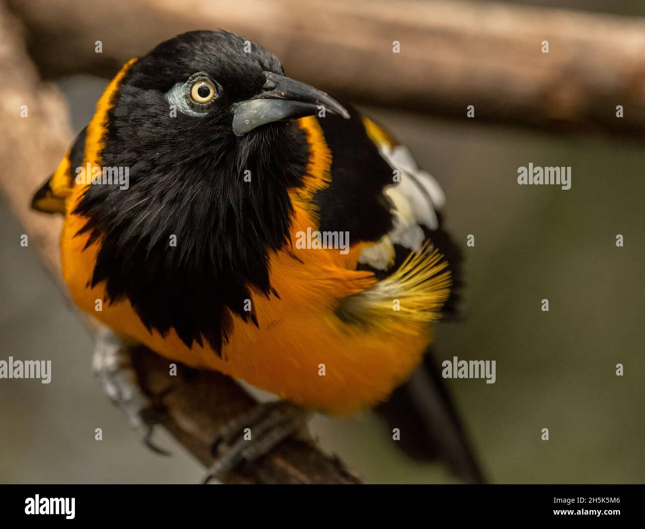 Icterids hi-res stock photography and images - Alamy