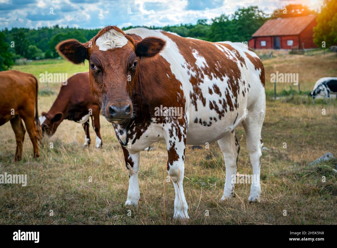Cows in a farm in Sweden Stock Photo - Alamy