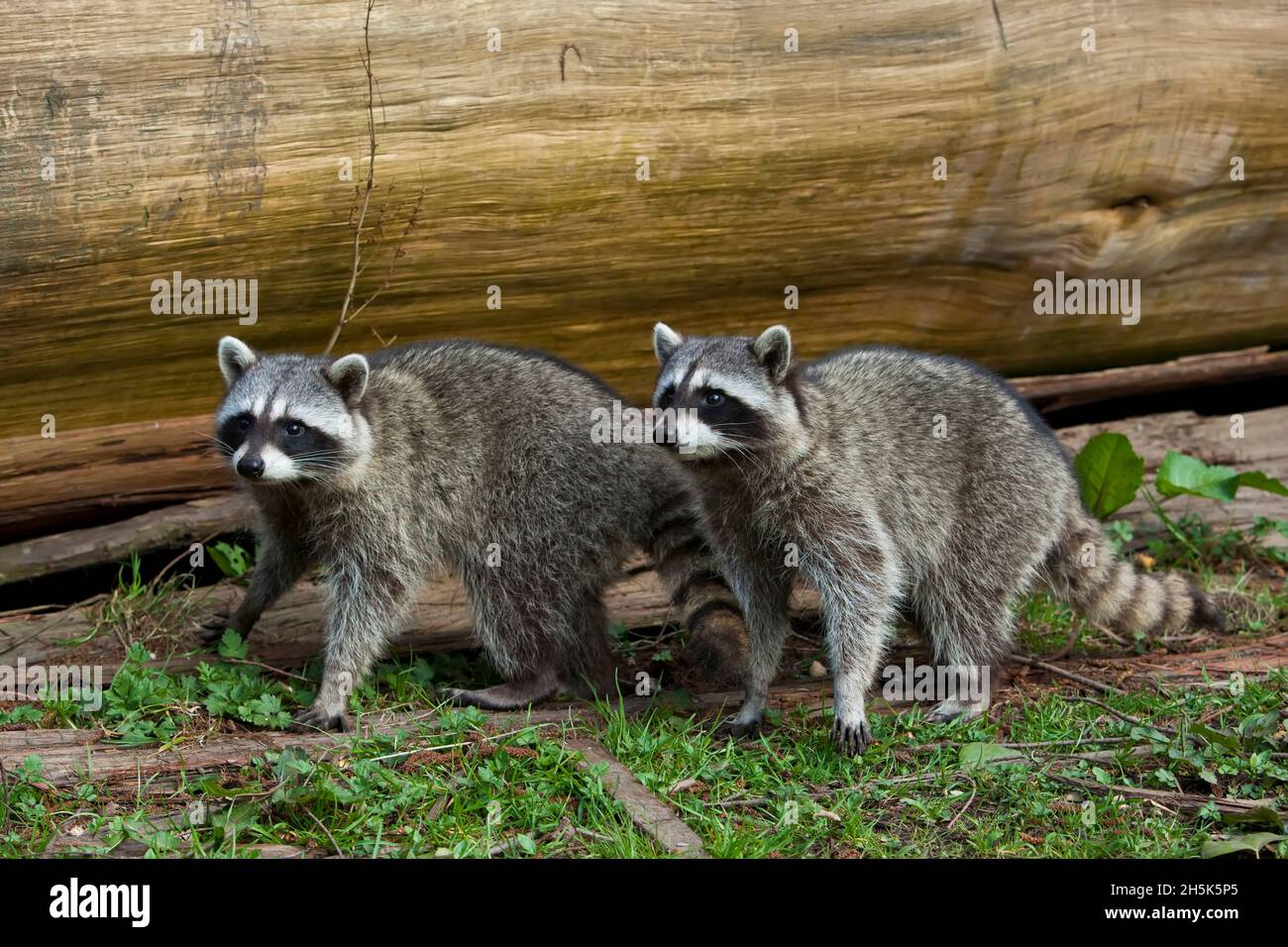 Raccoon side view hi-res stock photography and images - Alamy