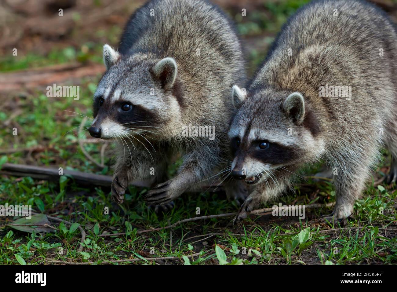 Raccoons in Stanley Park, Vancouver, British Columbia, Canada Stock ...
