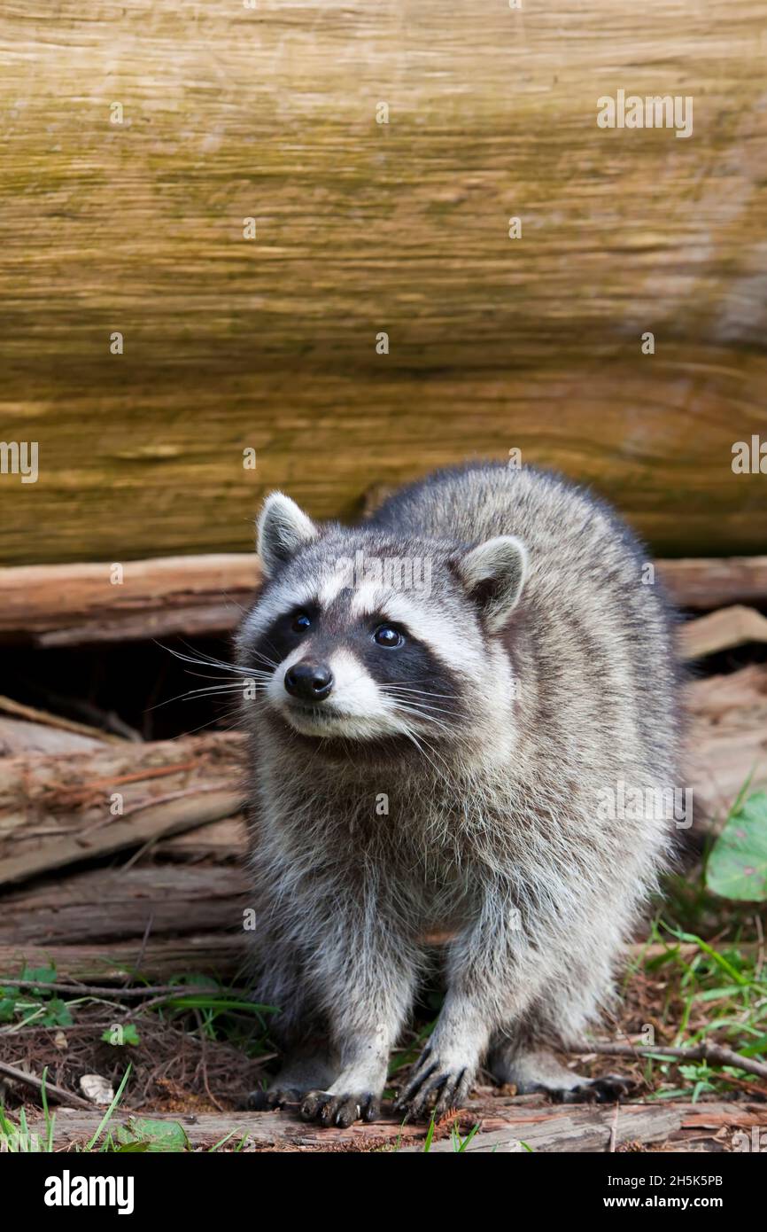 Raccoon in Stanley Park, Vancouver, British Columbia, Canada Stock ...