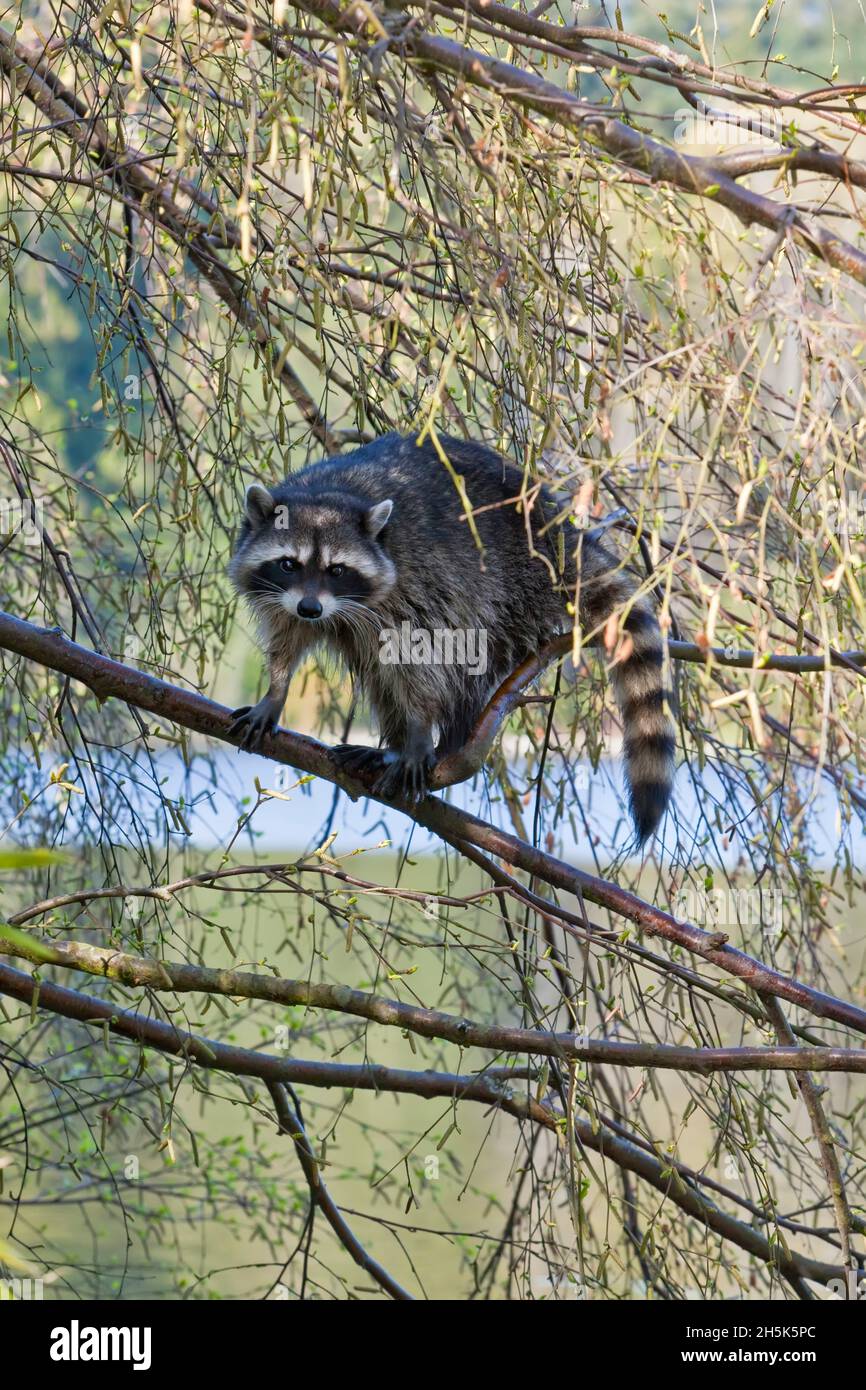 Raccoon in lost lagoon hi-res stock photography and images - Alamy