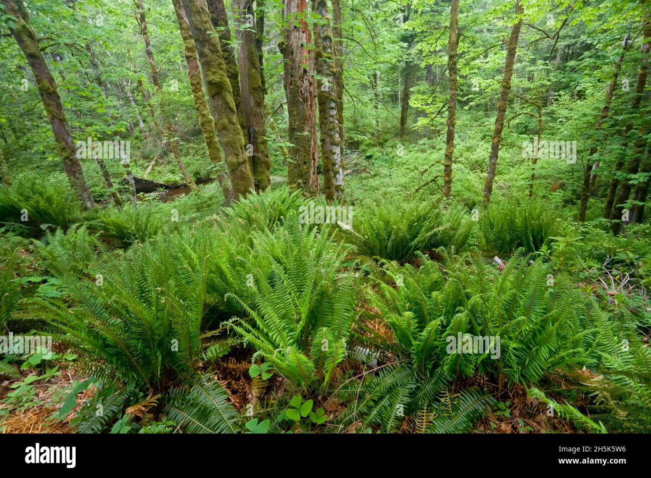 Beautiful botanical gardens ferns flora forest hi-res stock photography ...