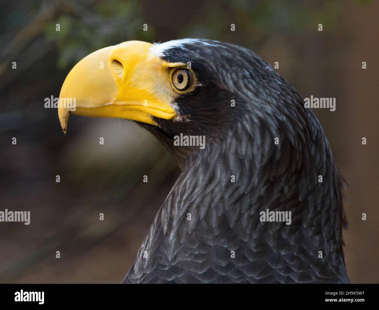 Yellow beaked eagle hi-res stock photography and images - Alamy